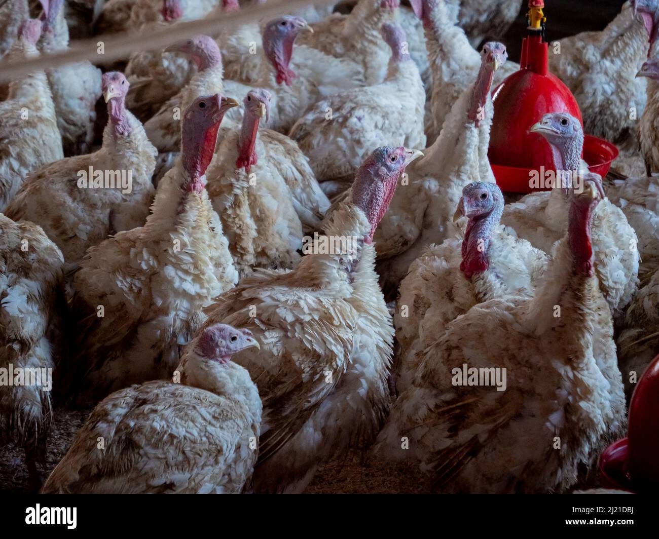 Turkey on a farm, breeding turkeys. Poultry farming Stock Photo - Alamy