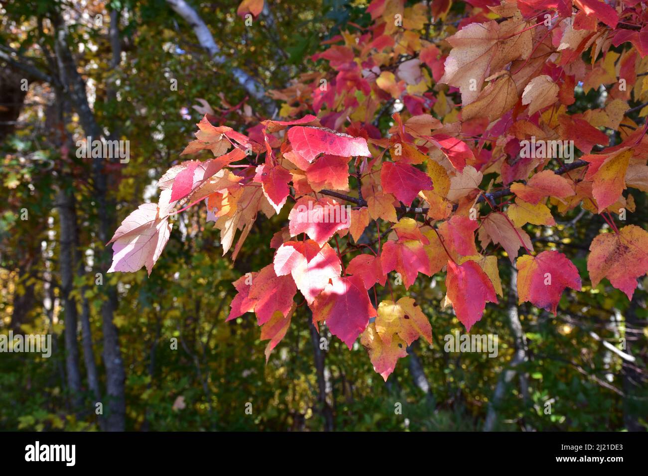 Colorful foliage with orange and red leaves in the fall in New England ...