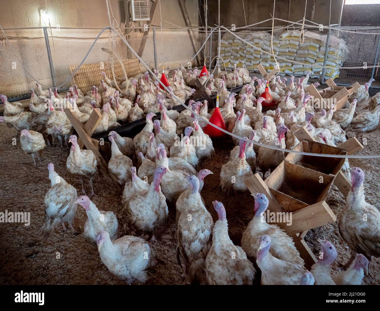 Turkey on a farm, breeding turkeys. Poultry farming Stock Photo - Alamy