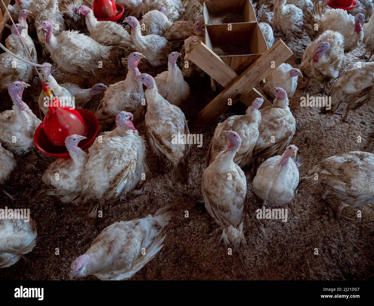 Turkey on a farm, breeding turkeys. Poultry farming Stock Photo - Alamy
