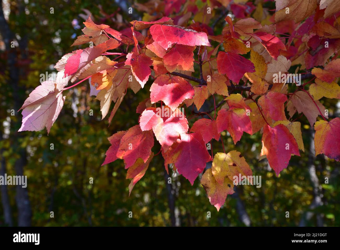 Orange and red leaves changing colors in fall in October in New England ...