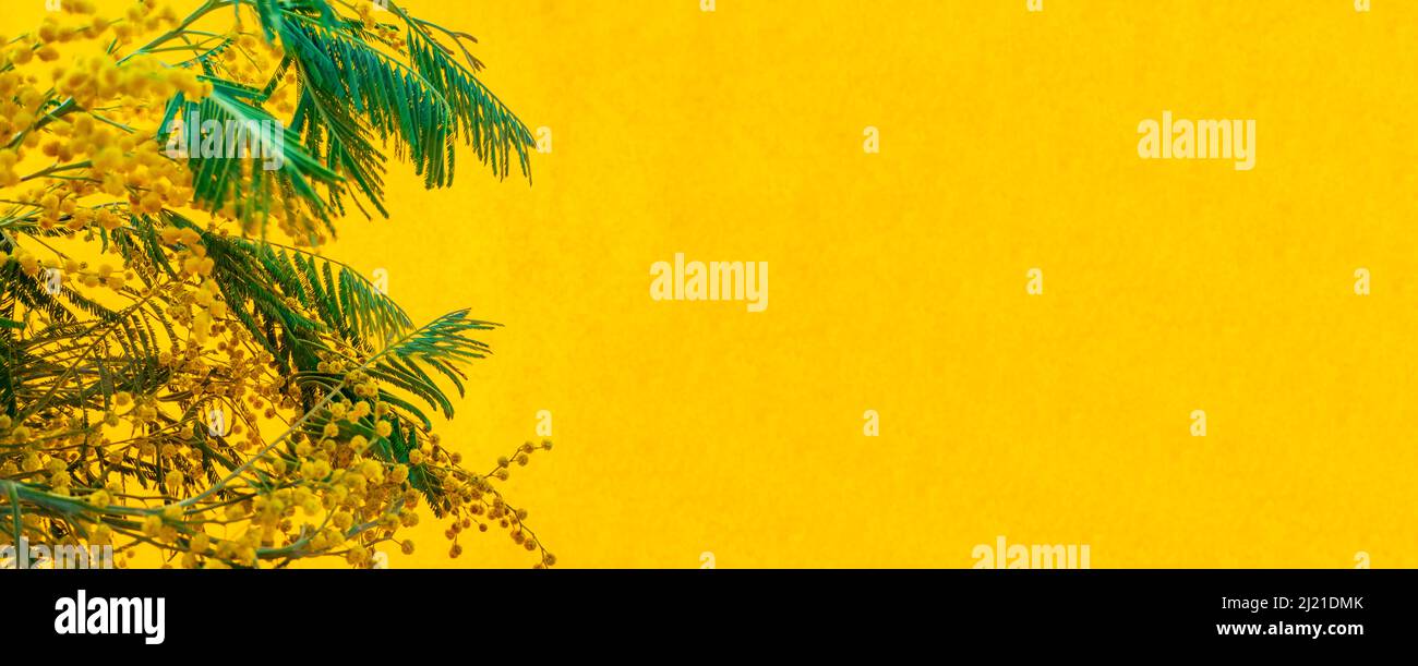 Yellow lef hi-res stock photography and images - Alamy
