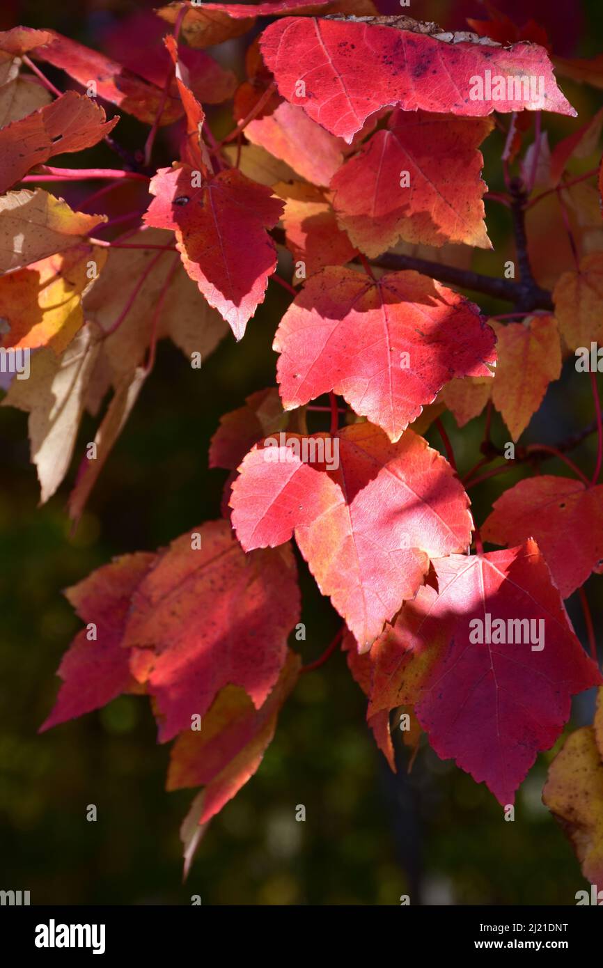 Gorgeous red and orange leaves on a tree in the fall Stock Photo - Alamy
