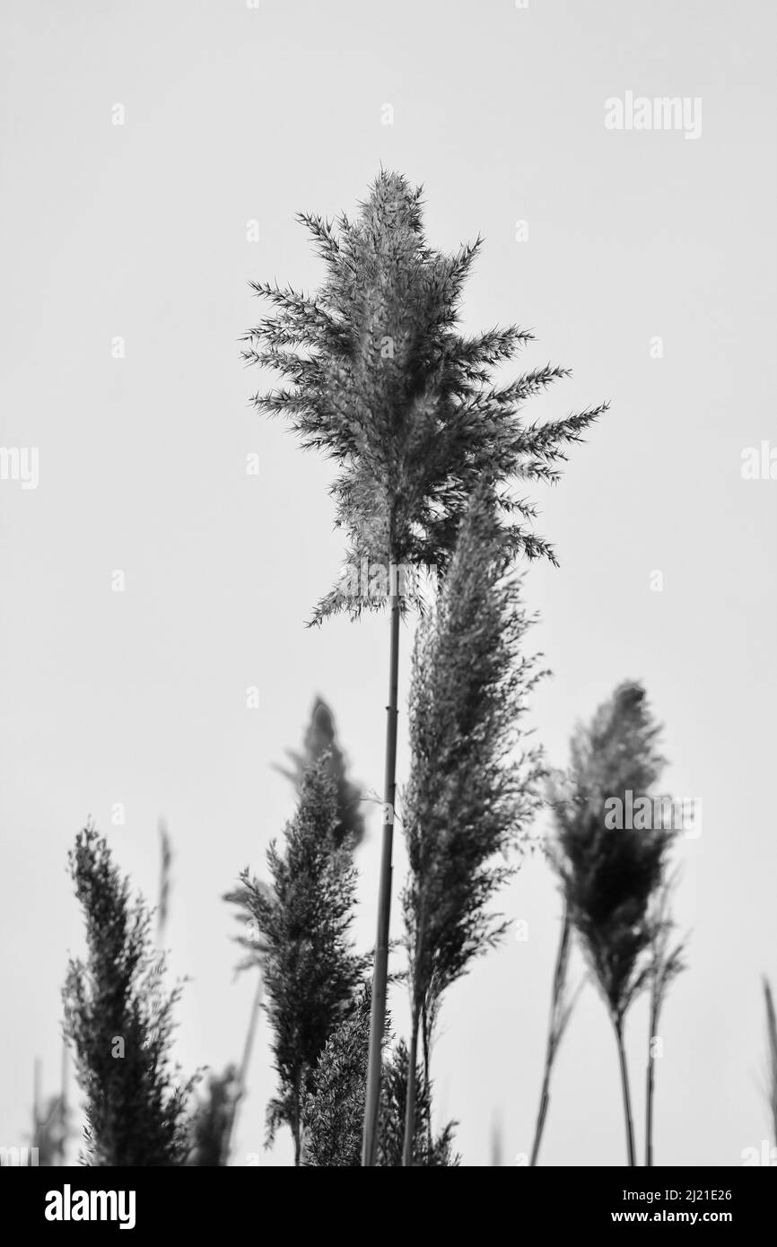 Tall wild wheat grass growing against the clear sky in black and white ...
