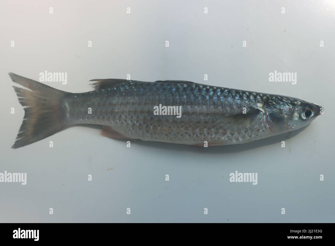 Mullet fish hi-res stock photography and images - Alamy