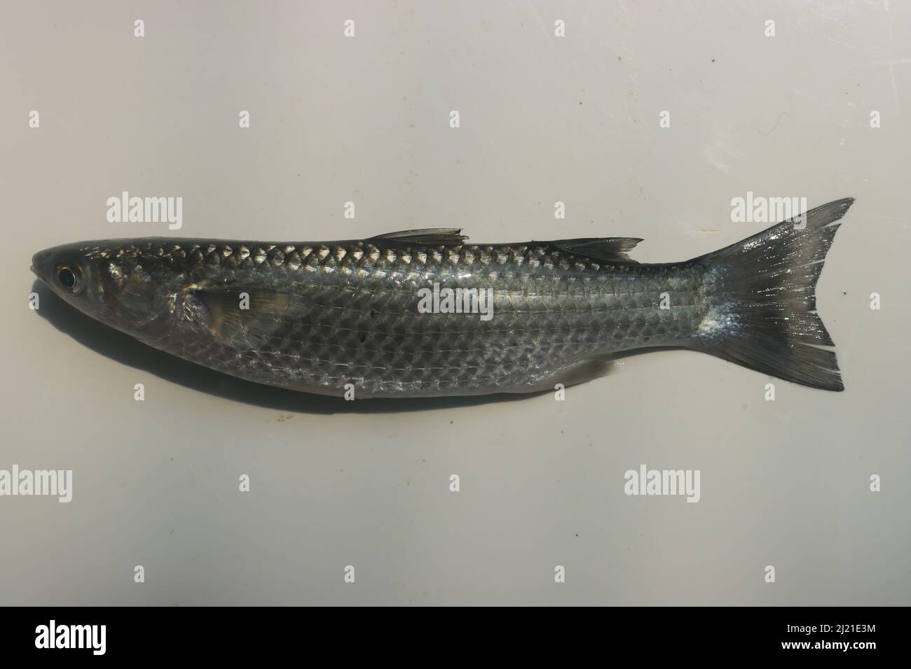 Mullet fish stock images fresh water mullet Stock Photo - Alamy