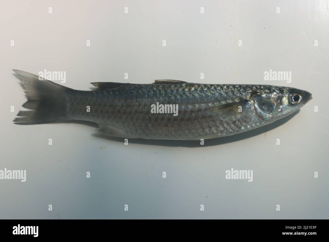 Mullet fish hi-res stock photography and images - Alamy