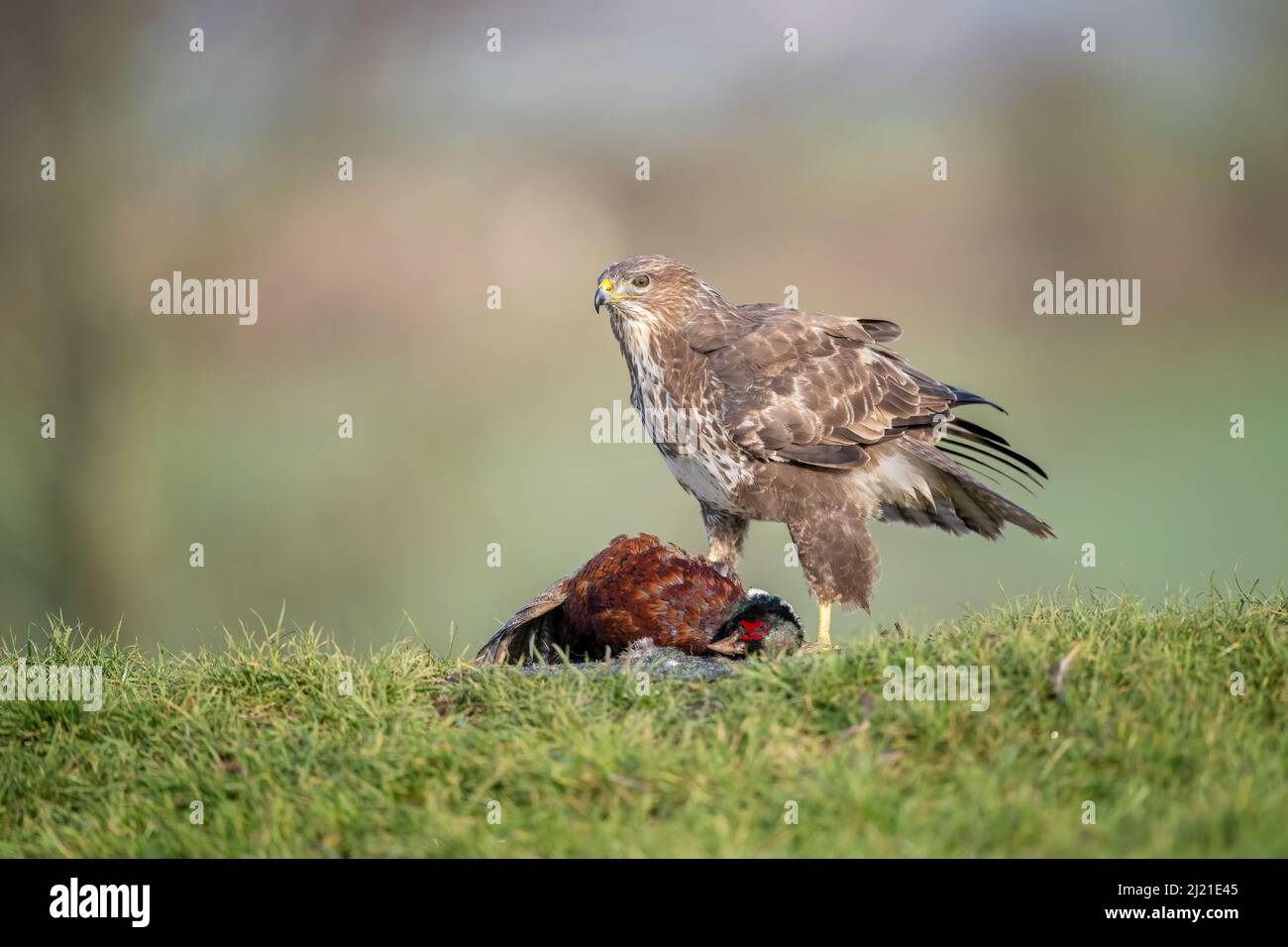 Buzzard at the edge of the forest hi-res stock photography and images ...