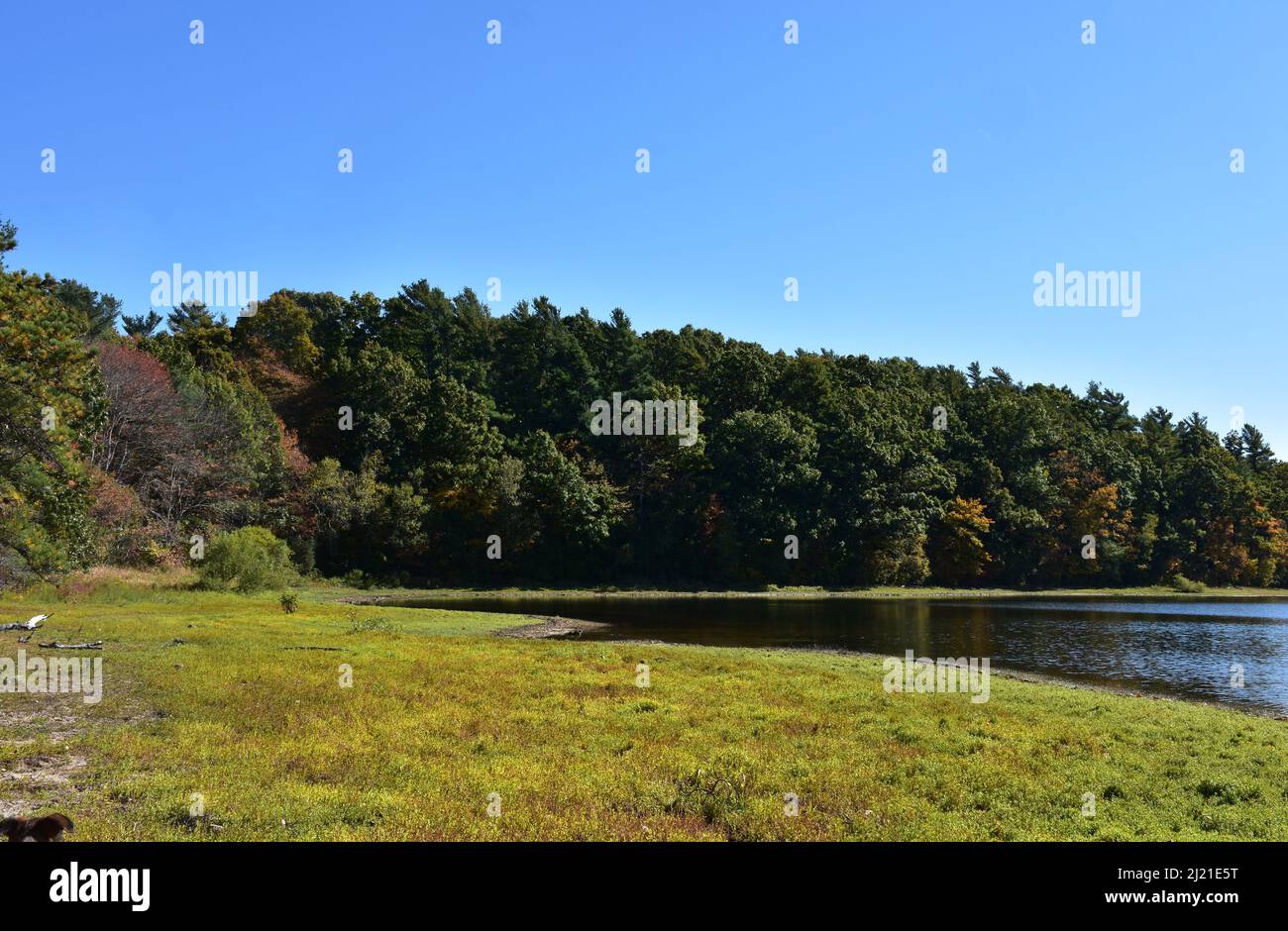 Trees with leaves changing and turning colors by a lake in Autumn Stock ...