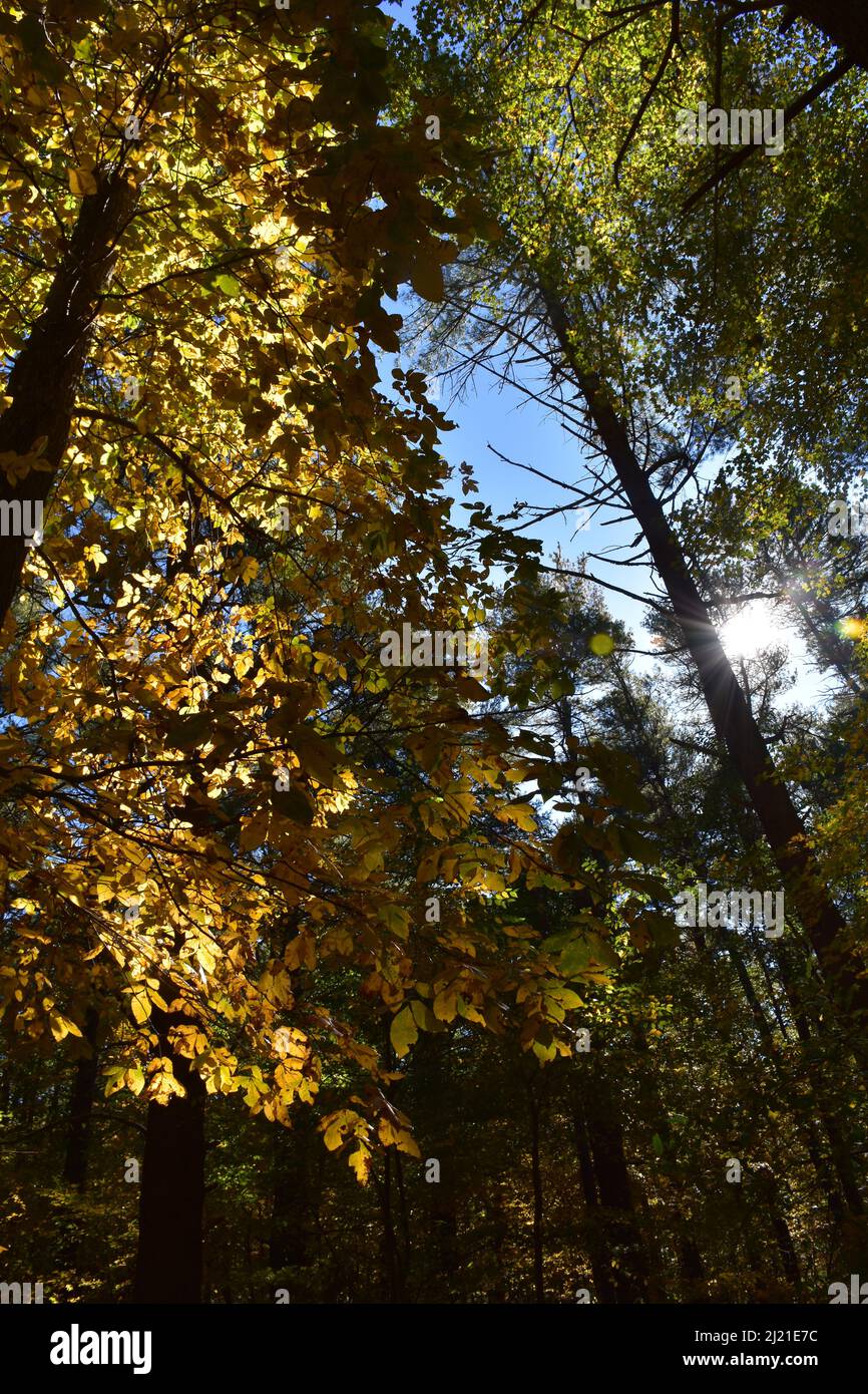 Forest with fall foliage with leaves changing and turning colors in ...