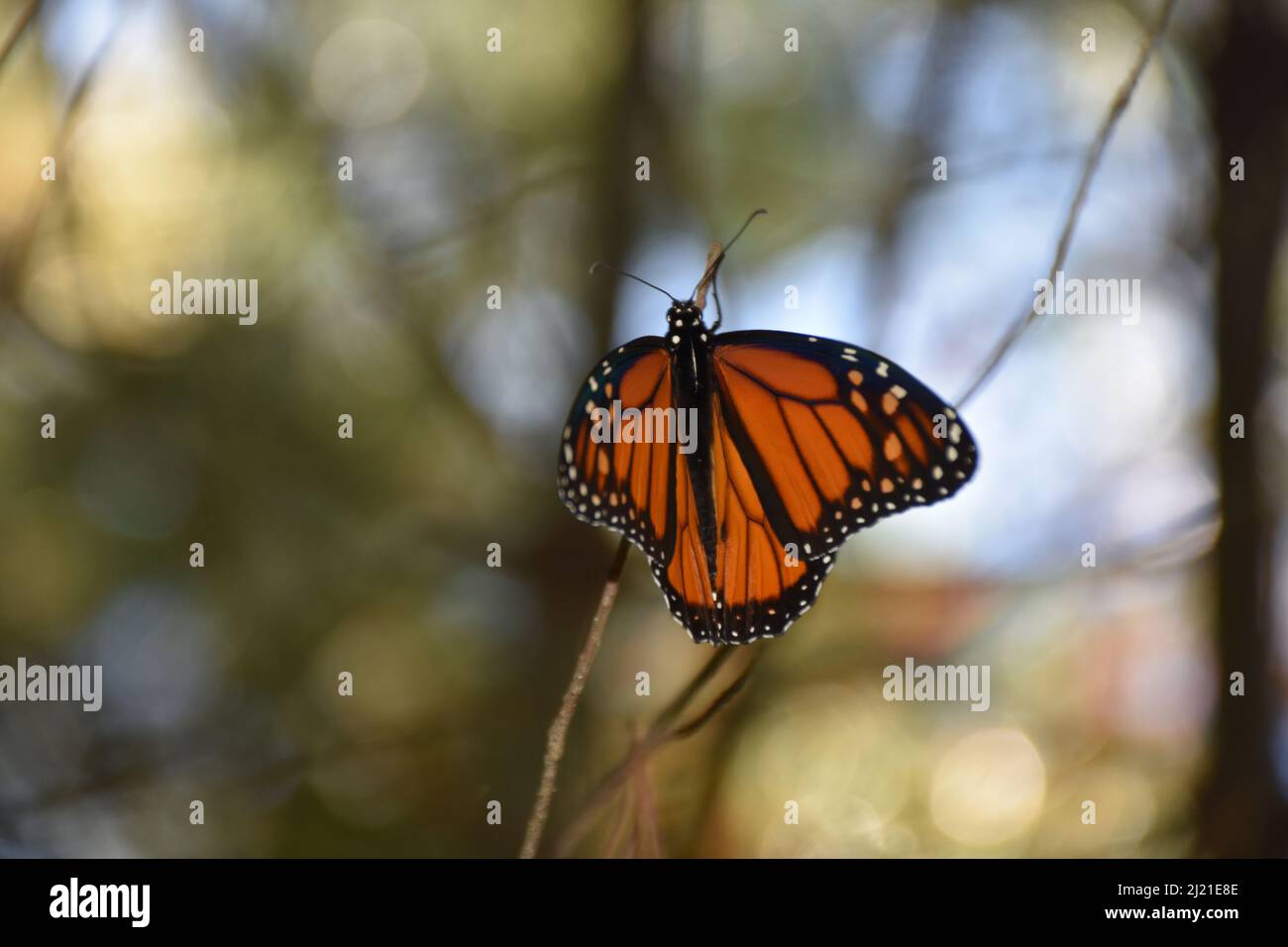 Gorgeous orange butterfly with his wings spread wide open in nature ...