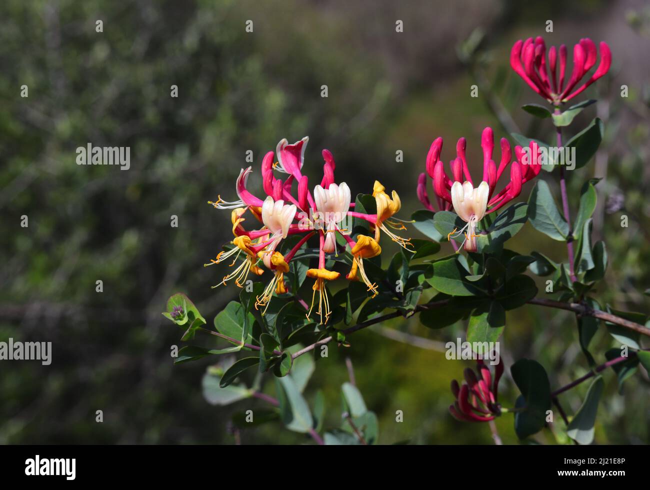 Lonicera etrusca superba or Red Lonicera japonica known as Pink ...