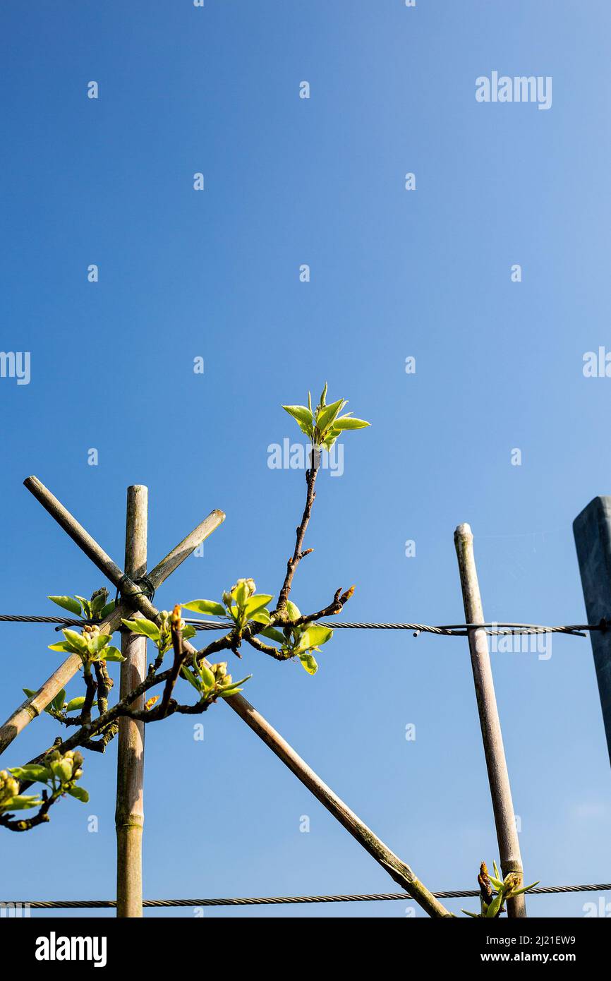 Newly formed buds shoot from tree branches against a bright blue sky on ...