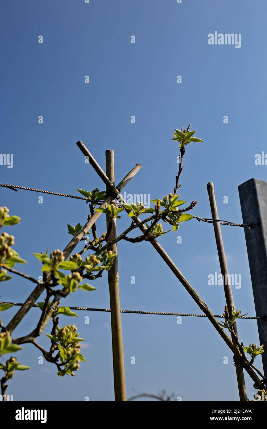 Newly formed buds shoot from tree branches against a bright blue sky on ...