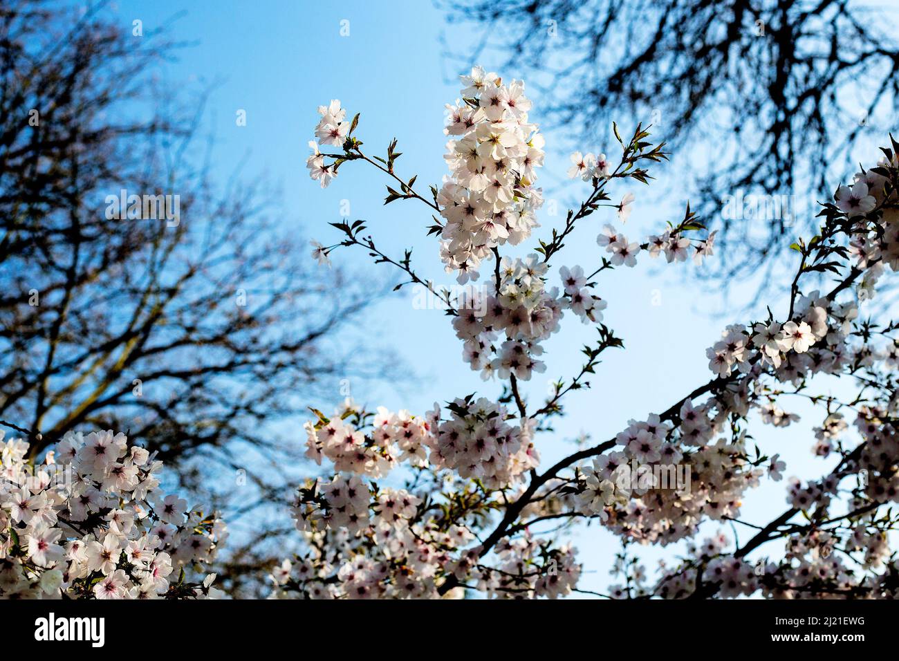 Newly formed flower hi-res stock photography and images - Alamy