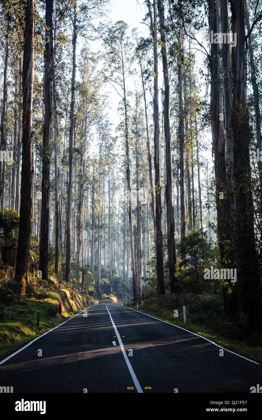 Narbethong hi-res stock photography and images - Alamy