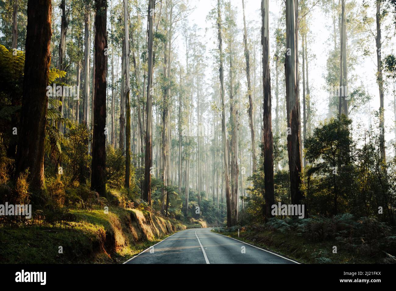 Narbethong hi-res stock photography and images - Alamy