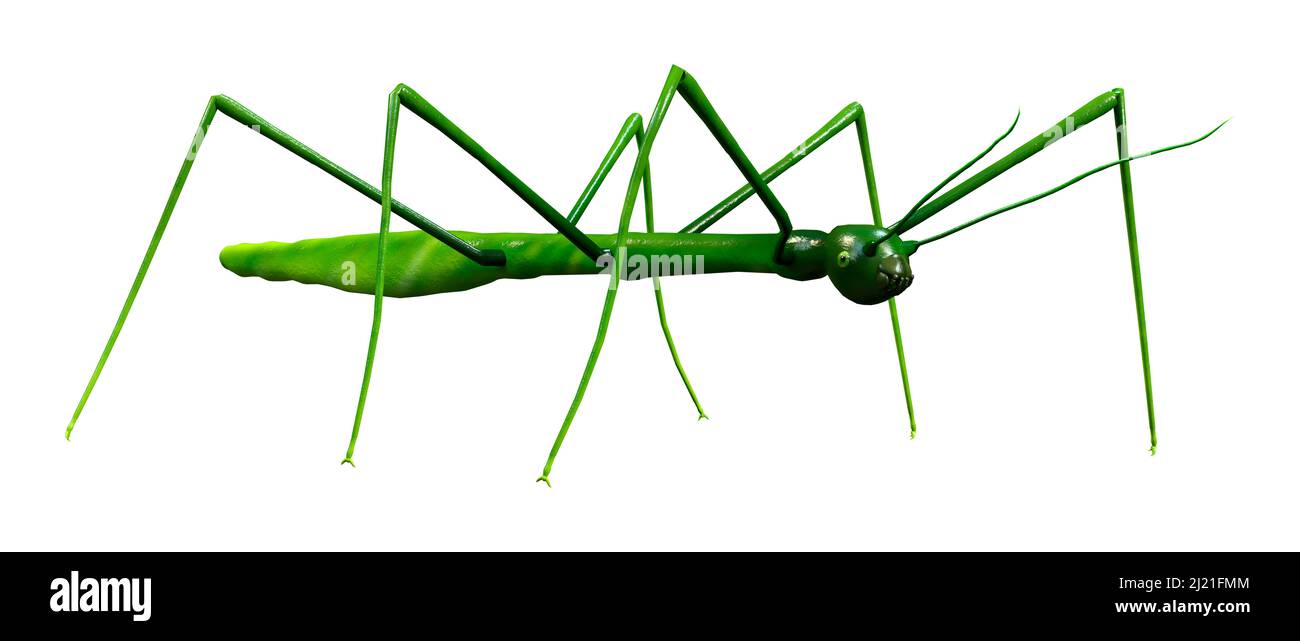 3D rendering of a green stick insect isolated on white background Stock ...