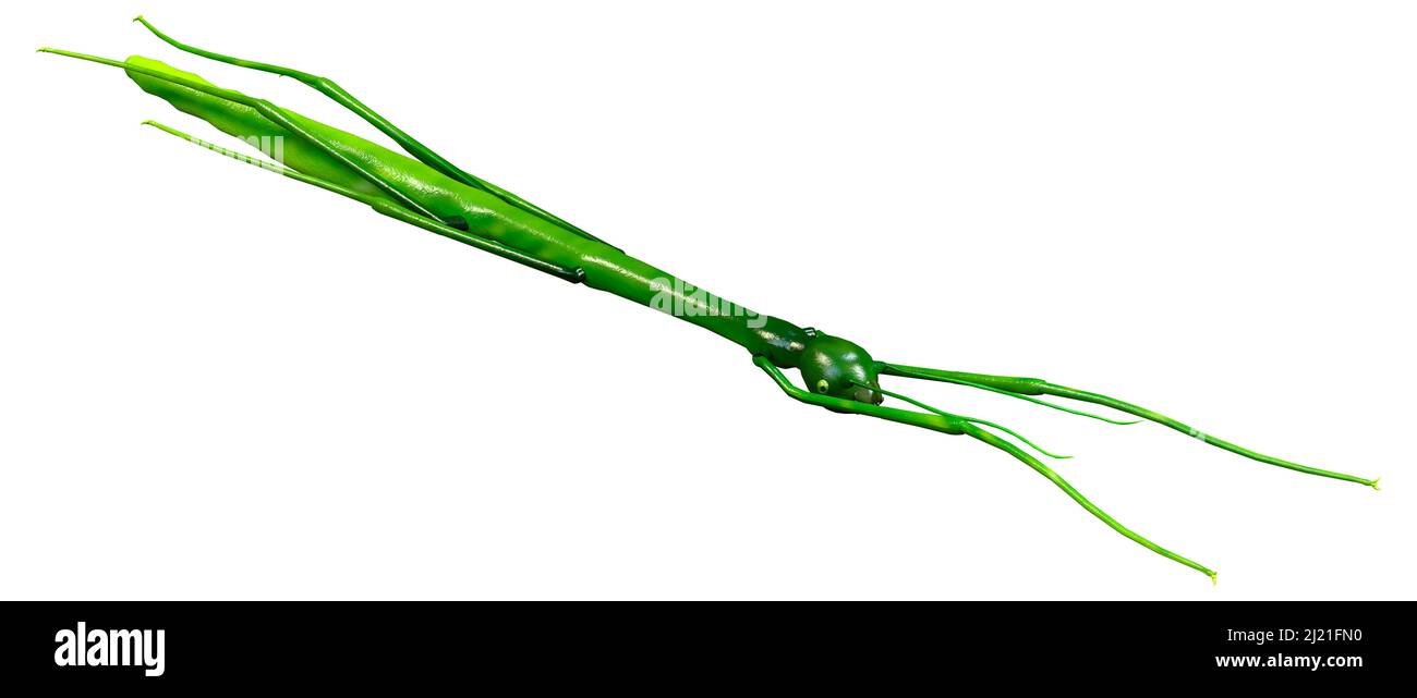 3D rendering of a green stick insect isolated on white background Stock ...