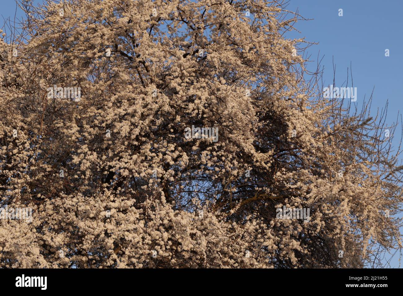 Impressionen aus Schopfheim im Schwarzwald Stock Photo - Alamy