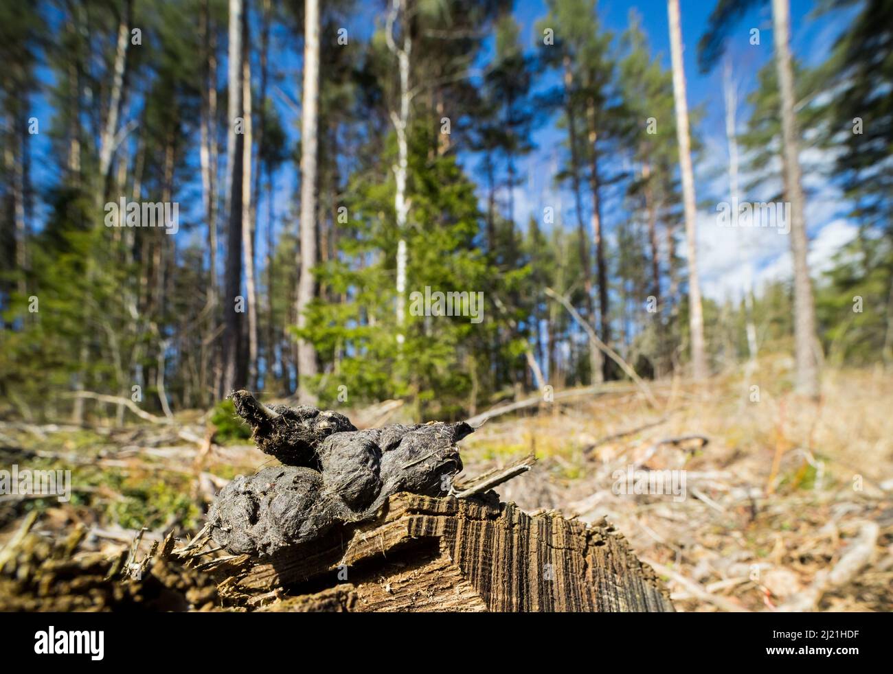 Droppings of the red fox (Vulpes vulpes), territory marking, wild ...