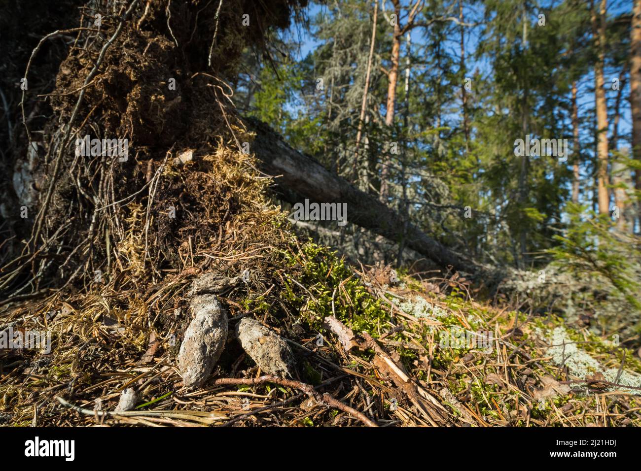 Droppings of the red fox (Vulpes vulpes), territory marking, wild ...