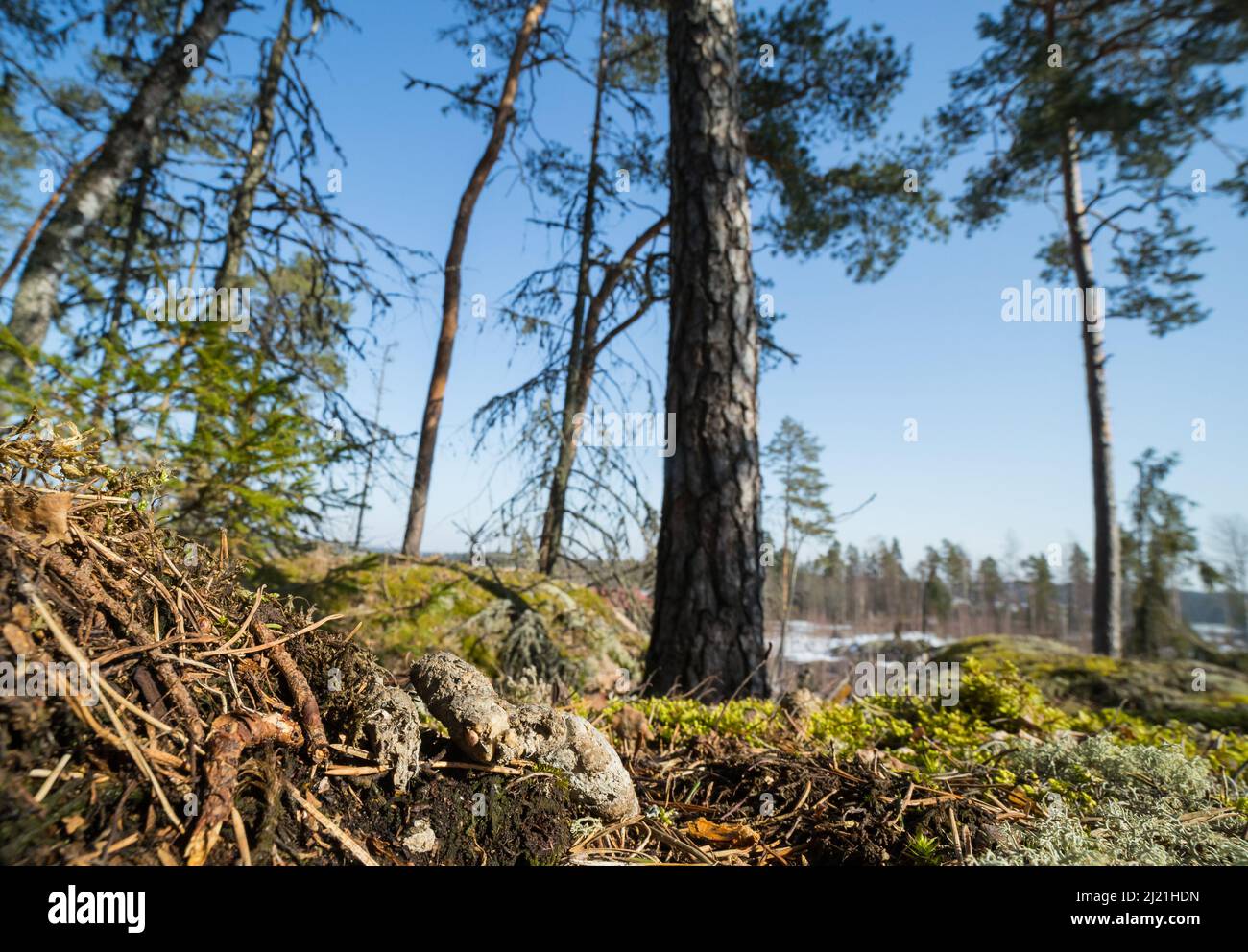 Droppings of the red fox (Vulpes vulpes), territory marking, wild ...