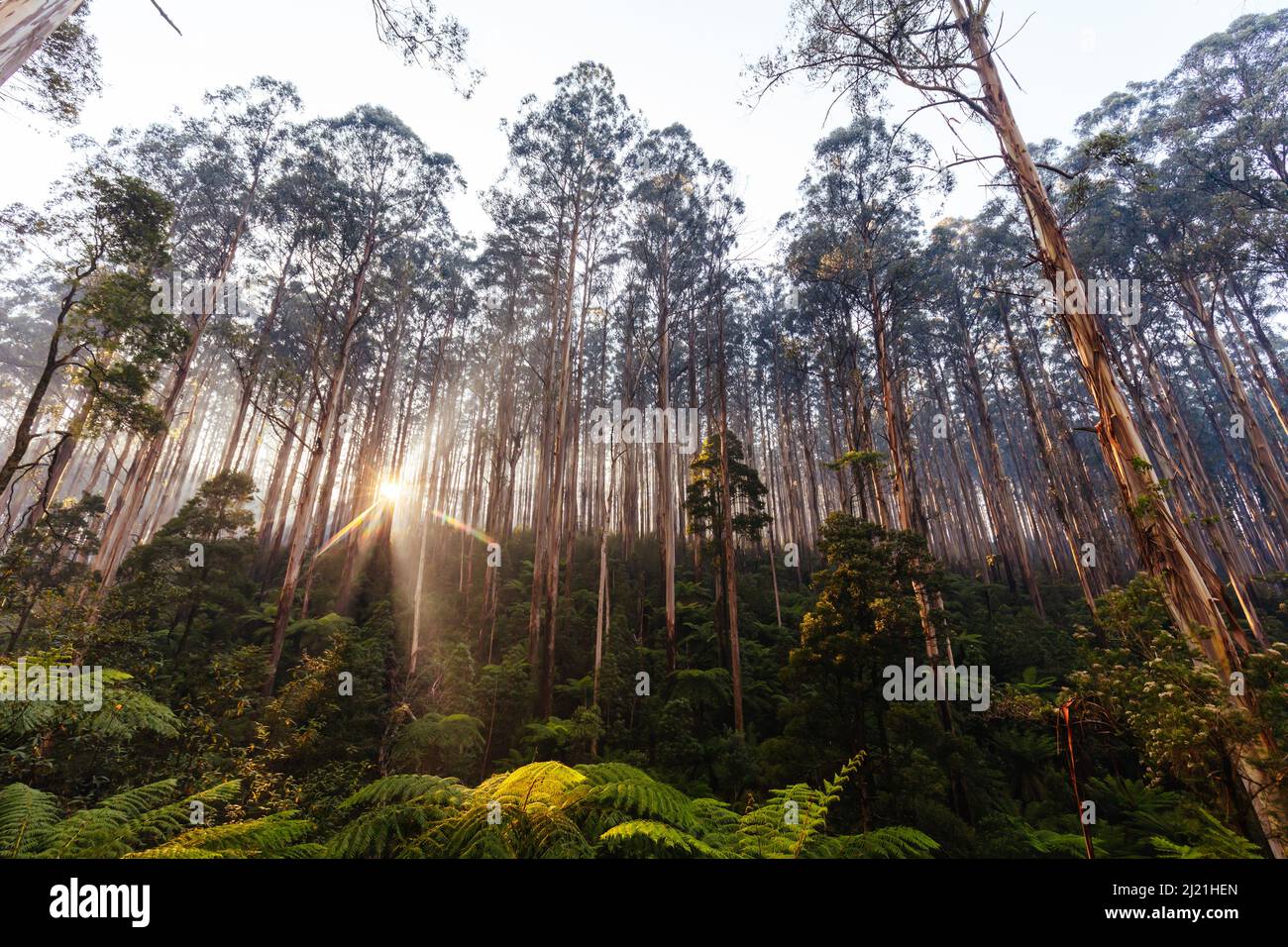 The Black Spur near Narbethong in Australia Stock Photo - Alamy