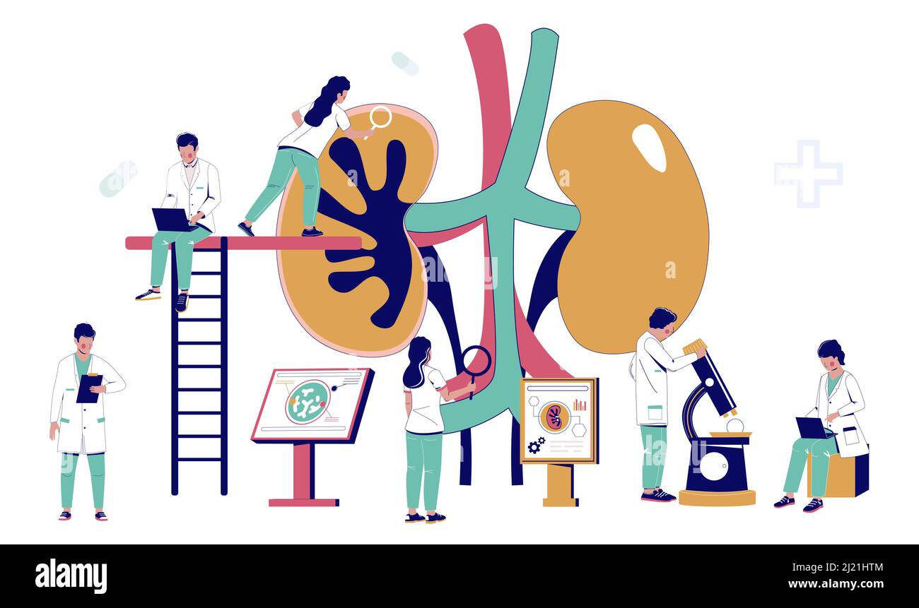 Doctors work on kidney treatment urology vector Stock Vector Image ...