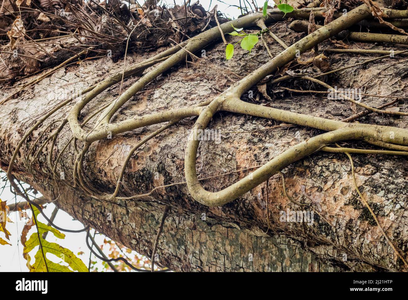 Close up bottom view of a large banyan tree branch on a sunny day Stock ...