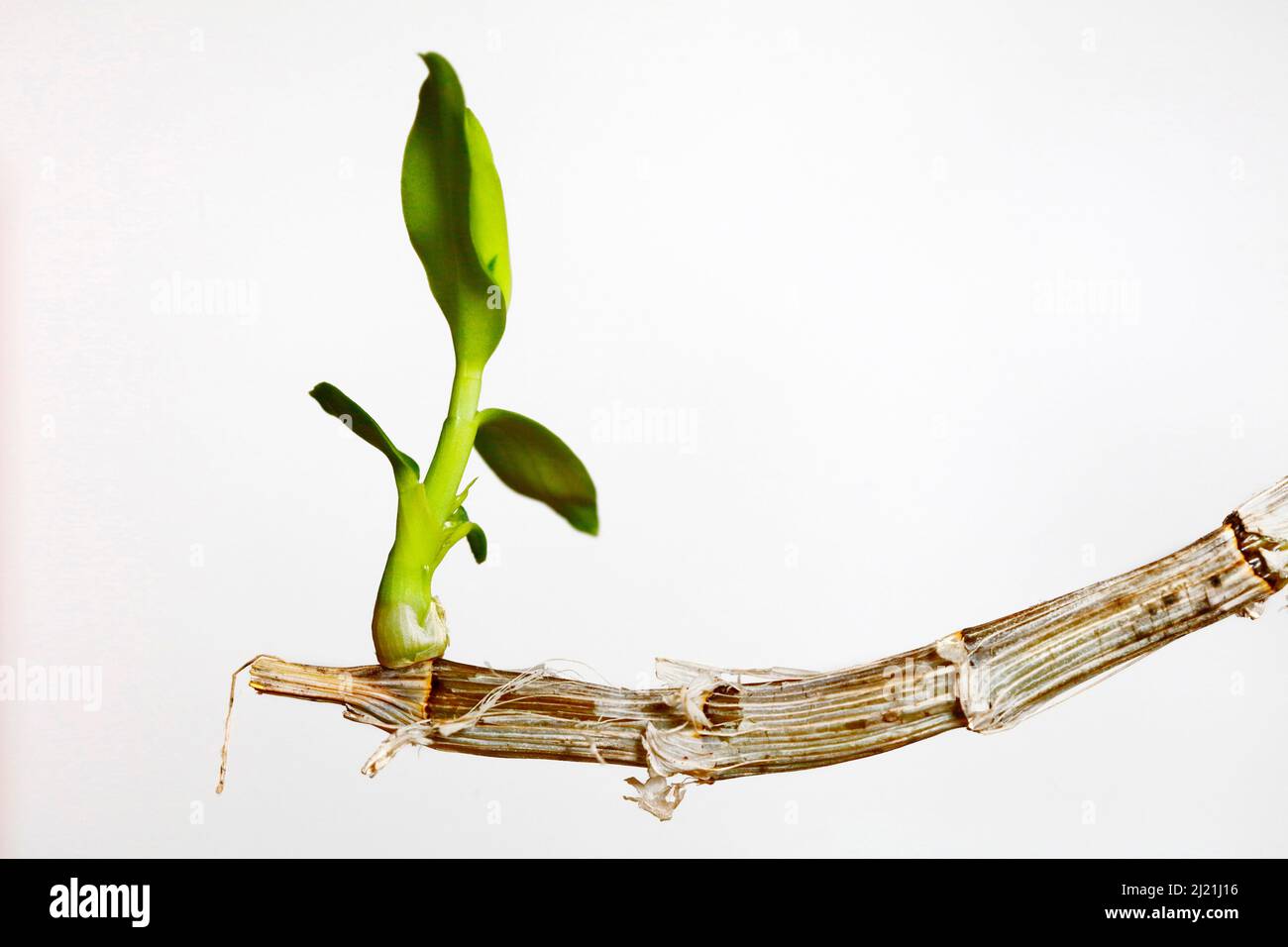 Dendrobium orchid leaves hi-res stock photography and images - Alamy