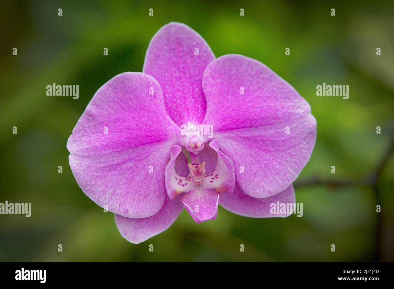 Moth orchid (Phalaenopsis amabilis-Hybride), flower Stock Photo - Alamy