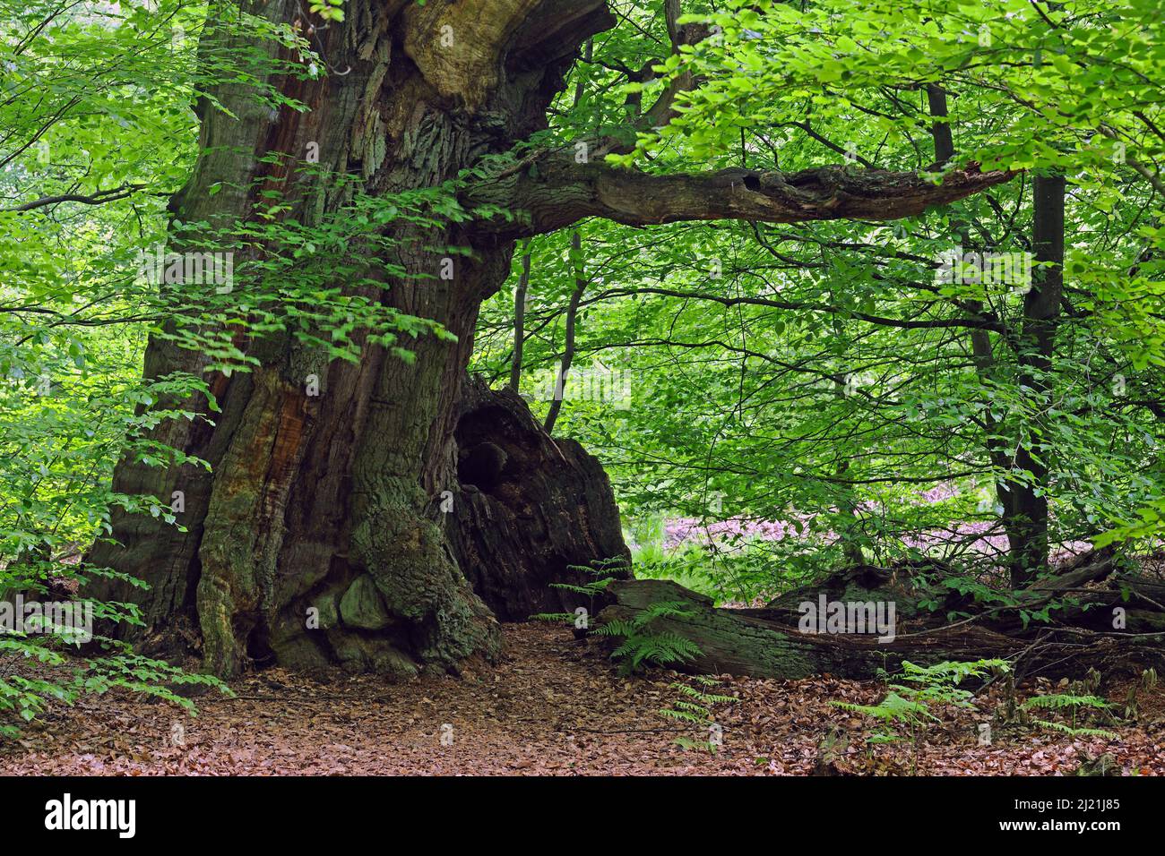 common beech (Fagus sylvatica), about 600 year-old beech at the ...
