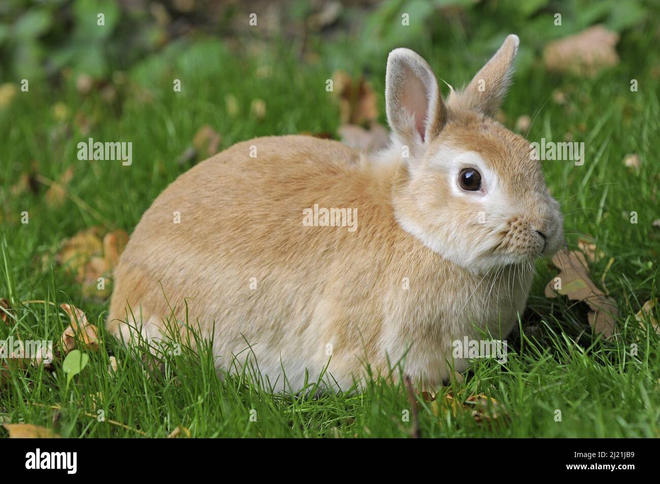 domestic rabbit (Oryctolagus cuniculus f. domestica), sitting in a ...
