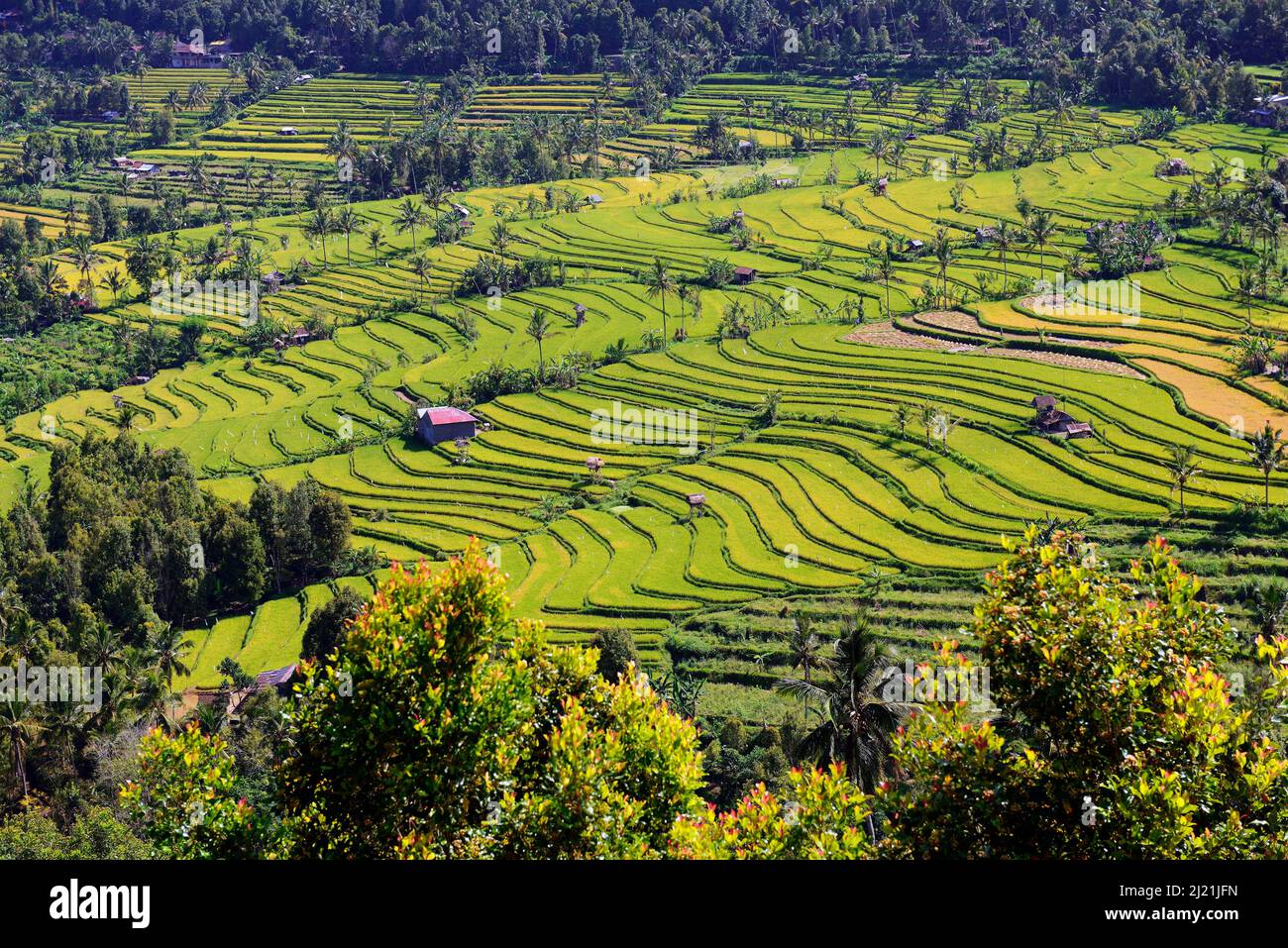 rice fields and terraces in central Bali, Indonesia, Bali, Munduk Stock ...