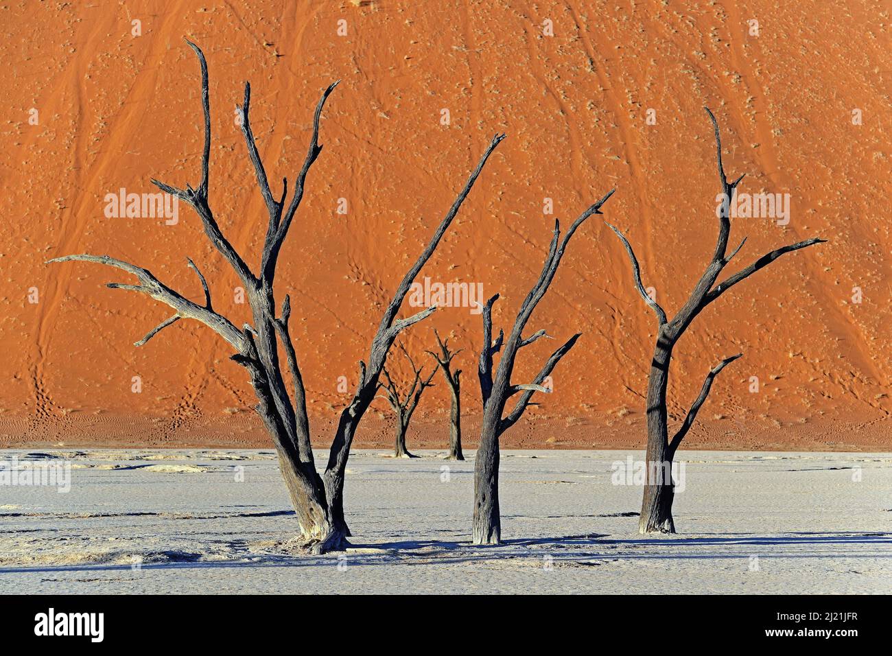 camel thorn, giraffe thorn (Acacia erioloba), dead camel thorn trees in ...
