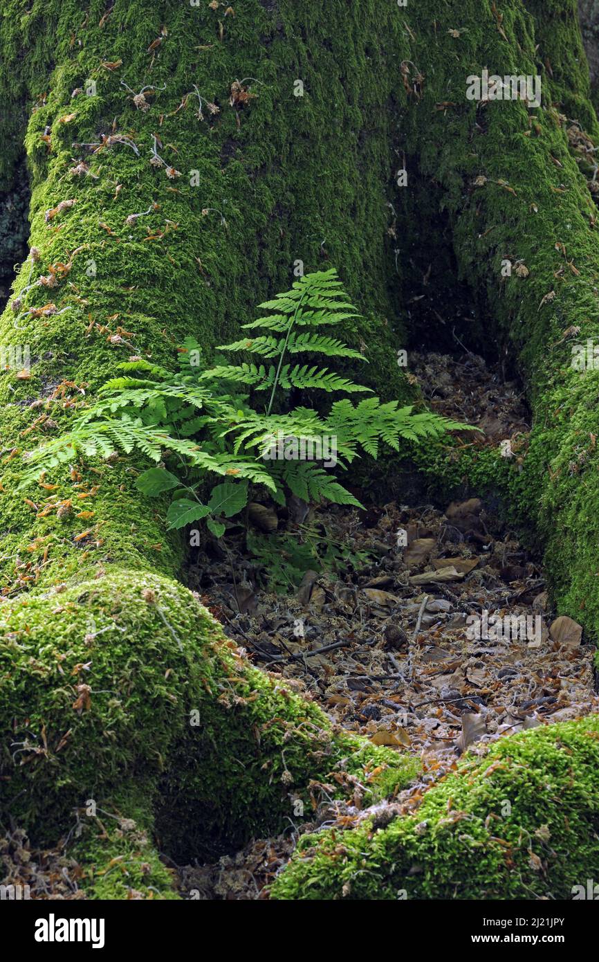 broad buckler-fern (Dryopteris dilatata), Fern grows at a mossy trunk ...