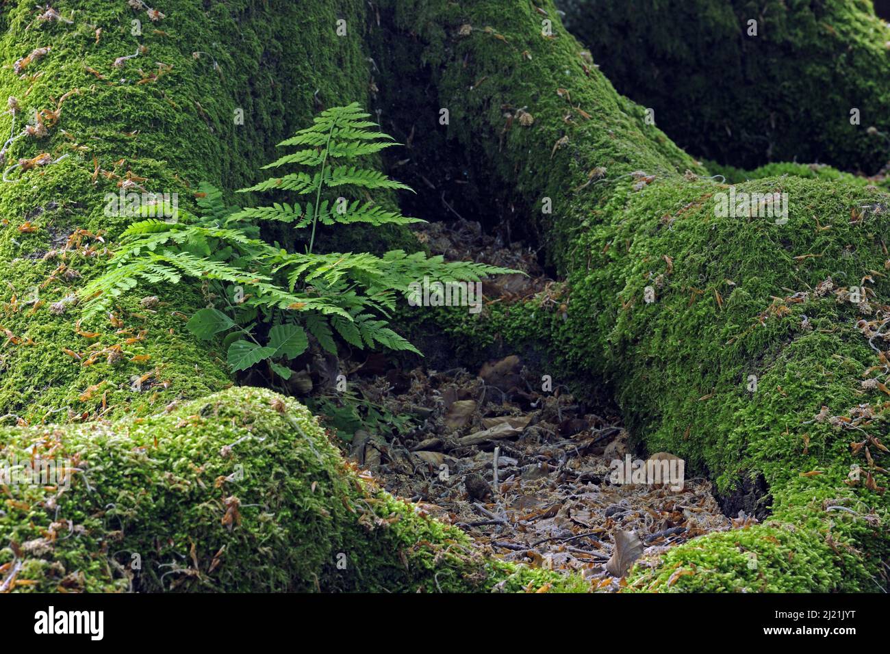 broad buckler-fern (Dryopteris dilatata), Fern grows at a mossy trunk ...