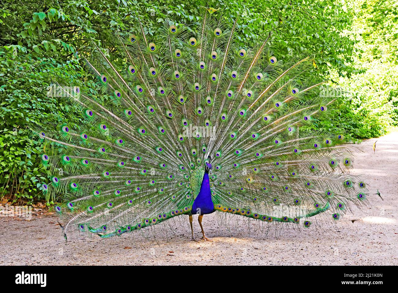 Common peafowl, Indian peafowl, blue peafowl (Pavo cristatus ...