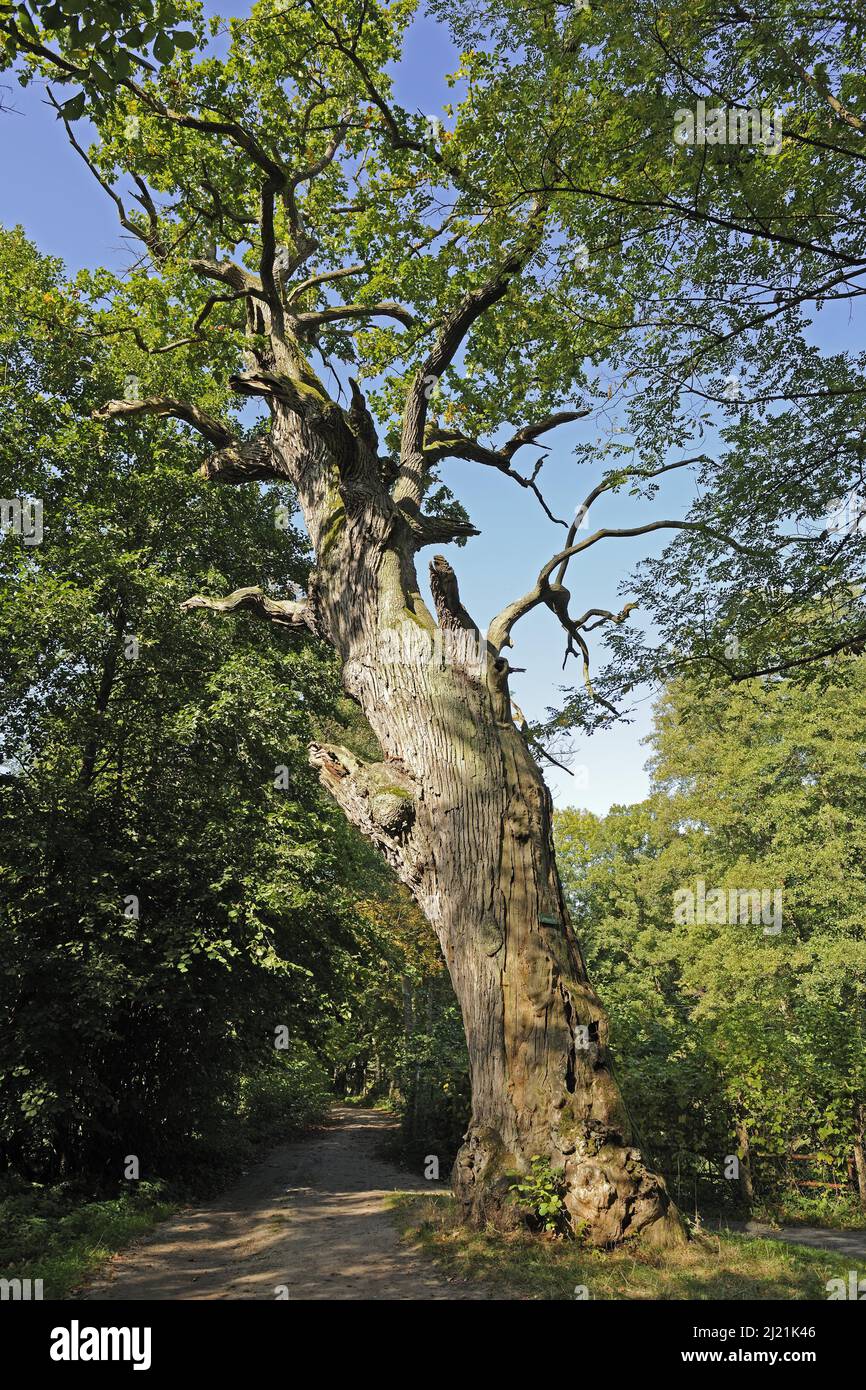 800 year old tree hi-res stock photography and images - Alamy