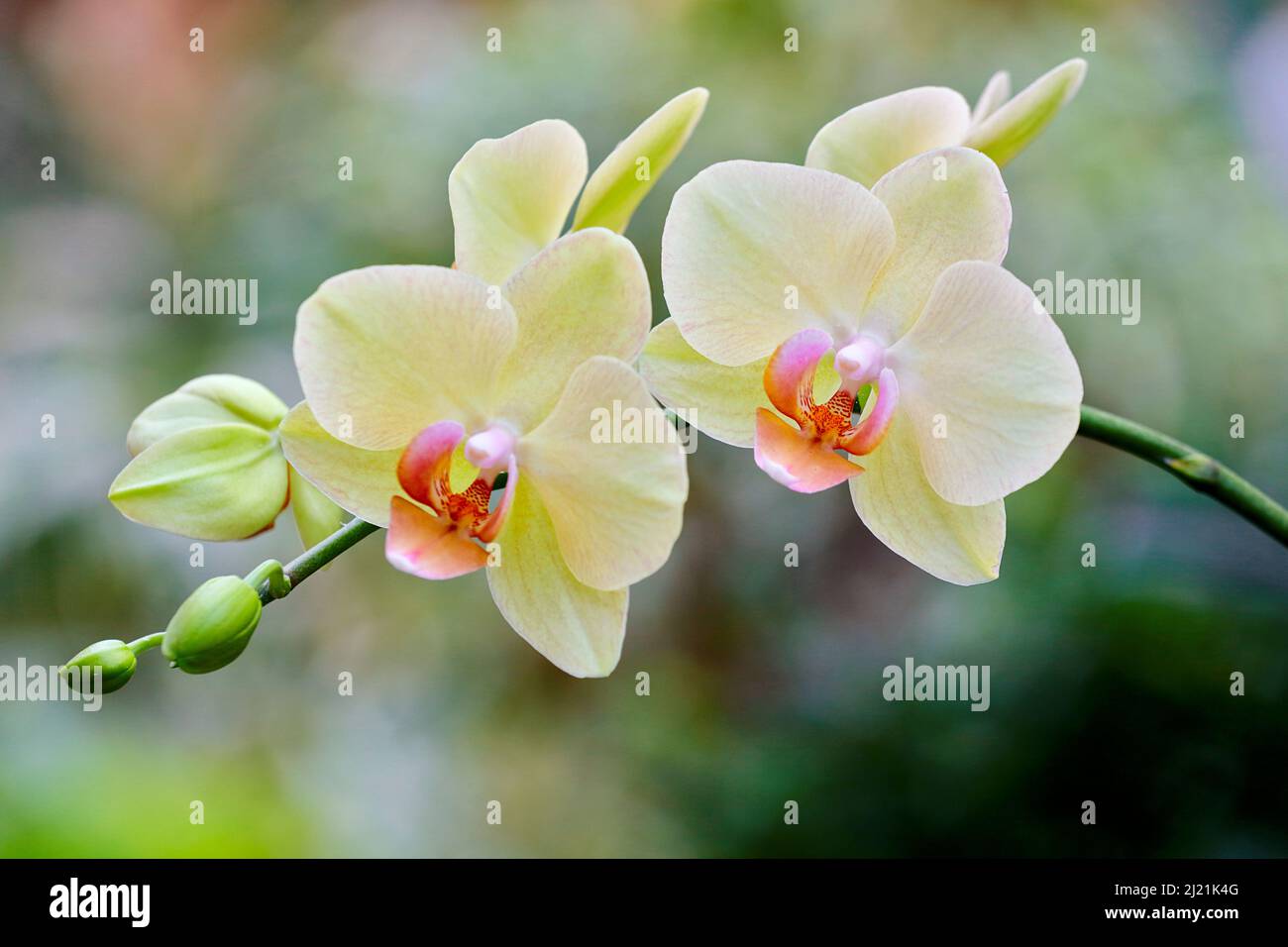 Moth orchid (Phalaenopsis amabilis-Hybride), flowers Stock Photo - Alamy