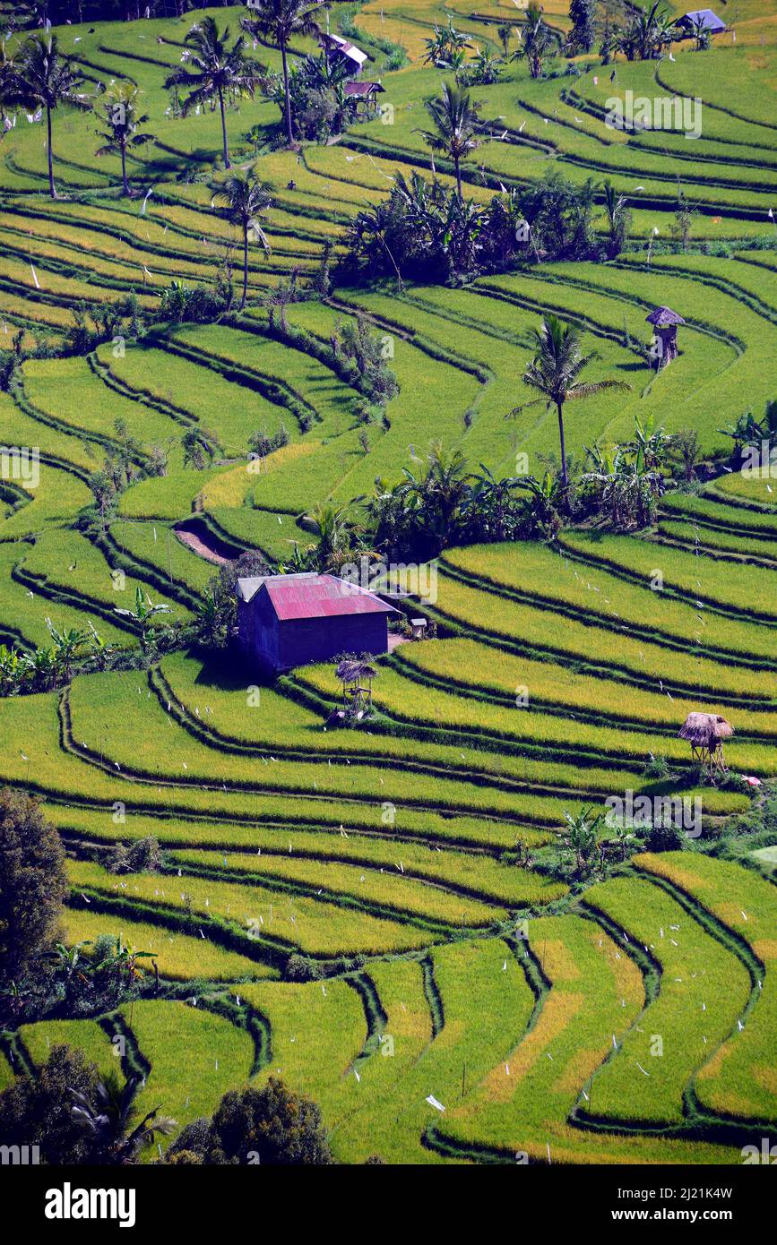 rice fields and terraces in central Bali, Indonesia, Bali, Munduk Stock ...