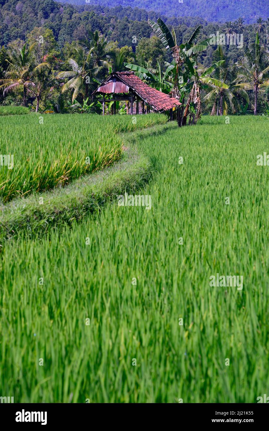Rice field in central Bali, Indonesia, Bali, Munduk Stock Photo - Alamy