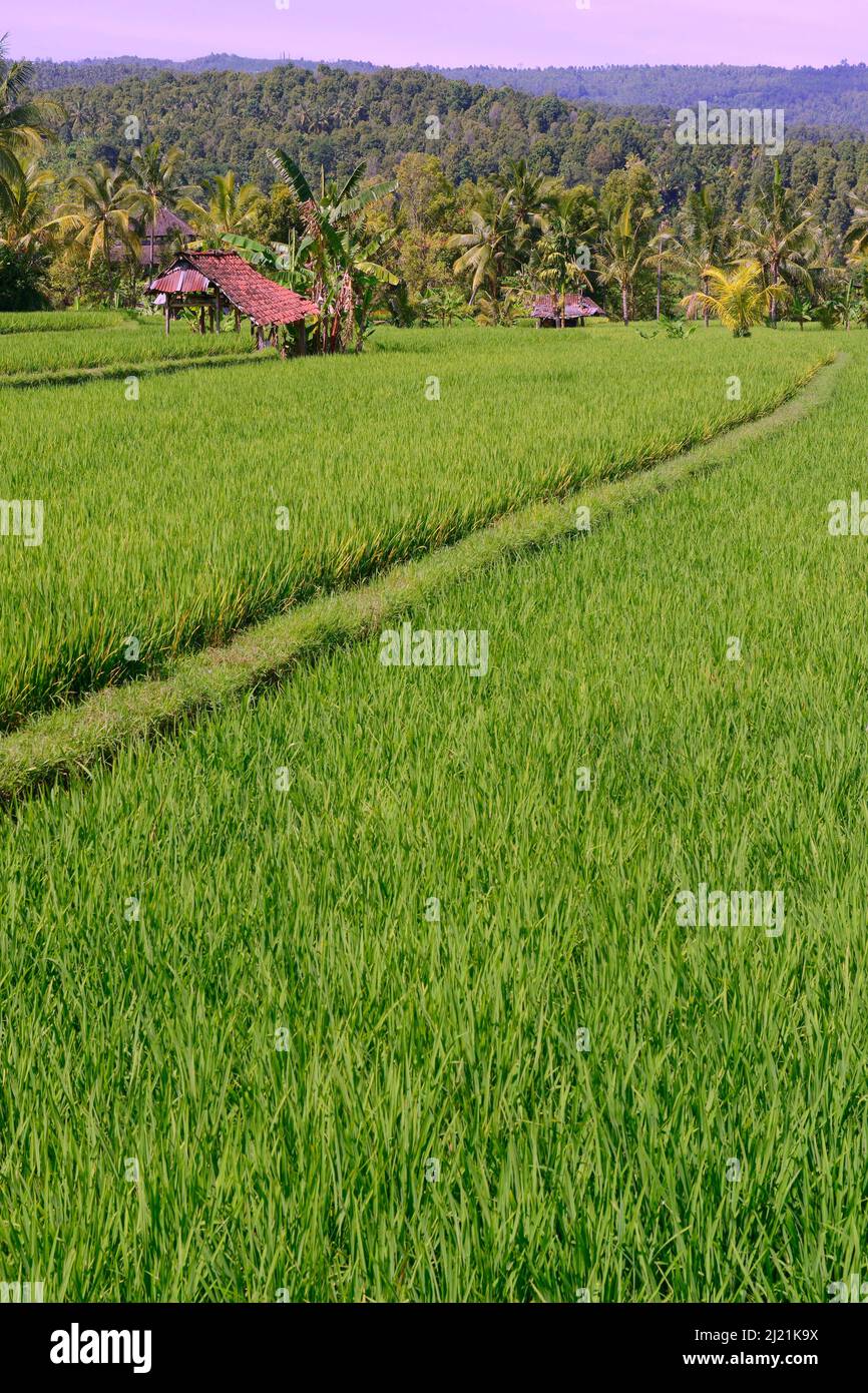 Rice field in central Bali, Indonesia, Bali, Munduk Stock Photo - Alamy