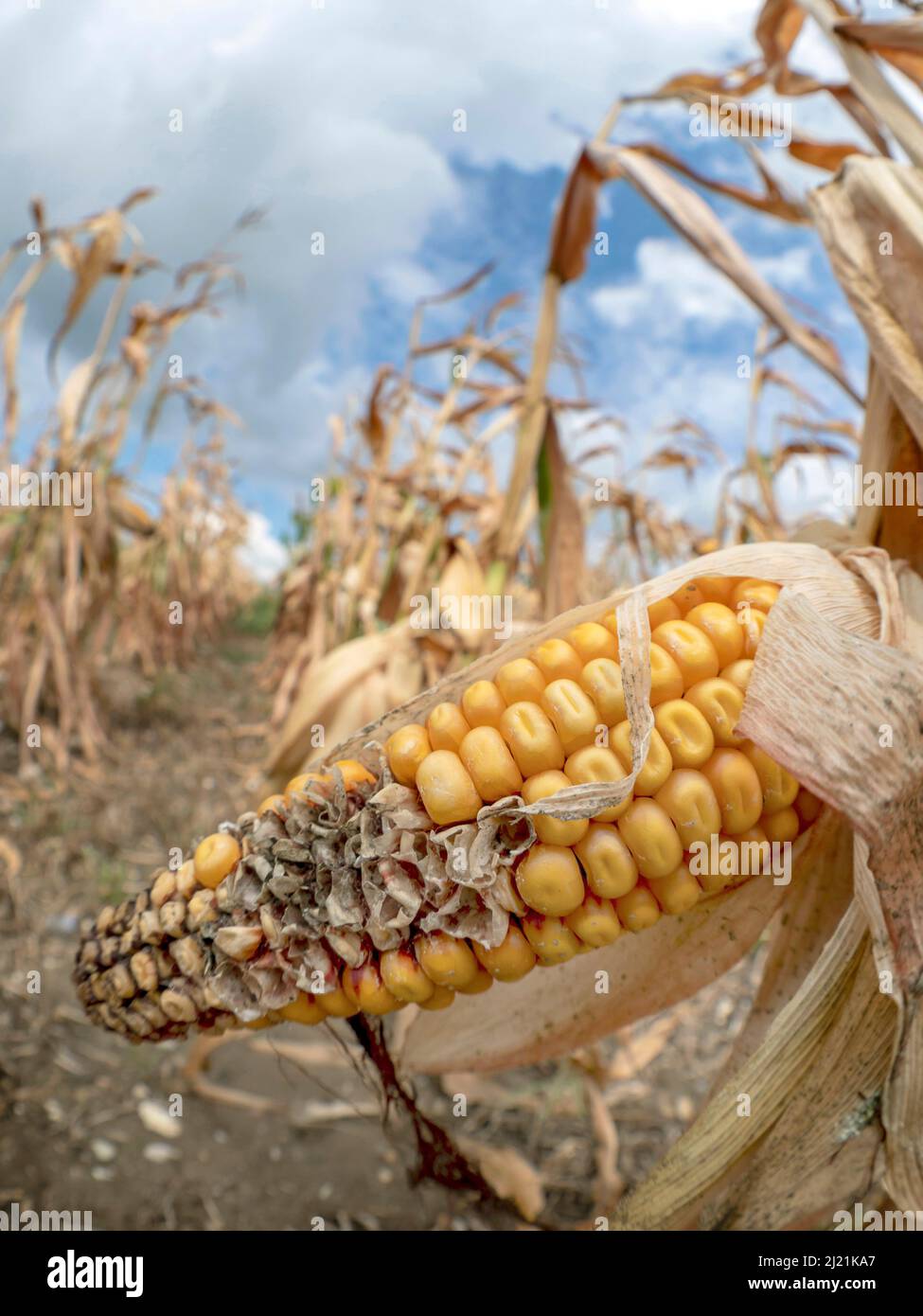 Indian corn, maize (Zea mays), Shriveled maize in a field because of ...