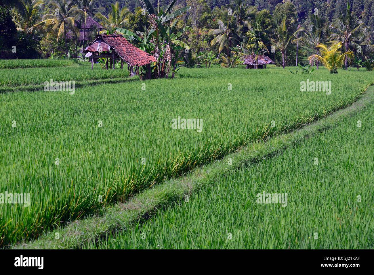 Rice field in central Bali, Indonesia, Bali, Munduk Stock Photo - Alamy