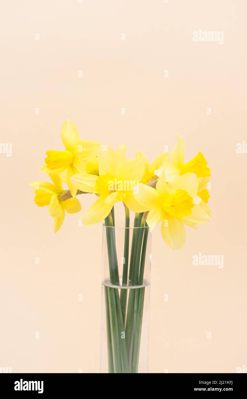 Easter and springtime concept - Yellow blooming daffodils in a glass ...