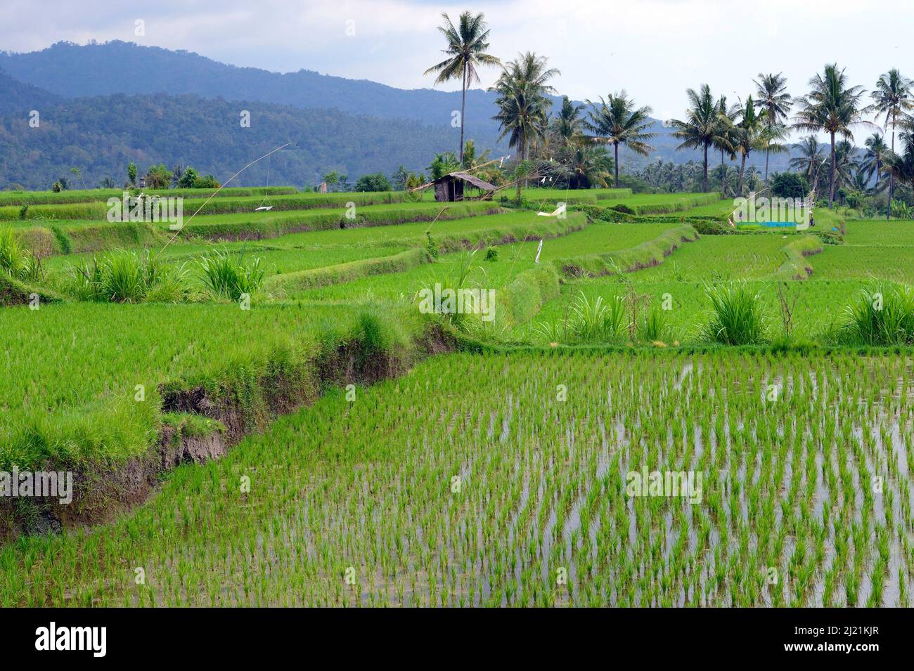 Munduk rice terrace hi-res stock photography and images - Alamy