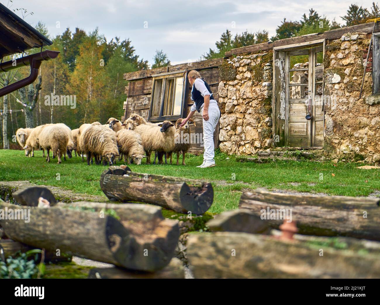 domestic sheep (Ovis ammon f. aries), Farmer keeps a small herd of ...