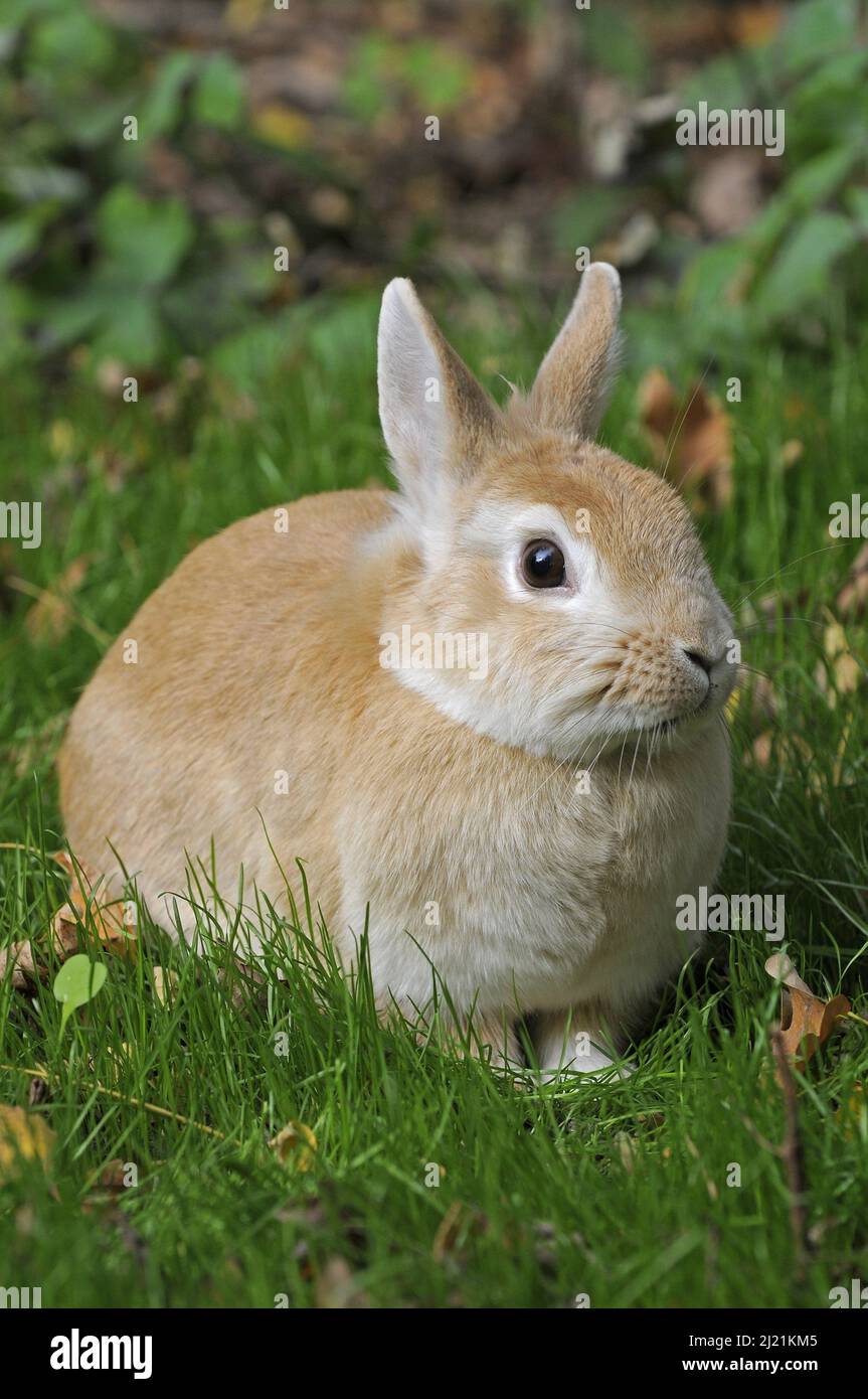 domestic rabbit (Oryctolagus cuniculus f. domestica), sitting in a ...